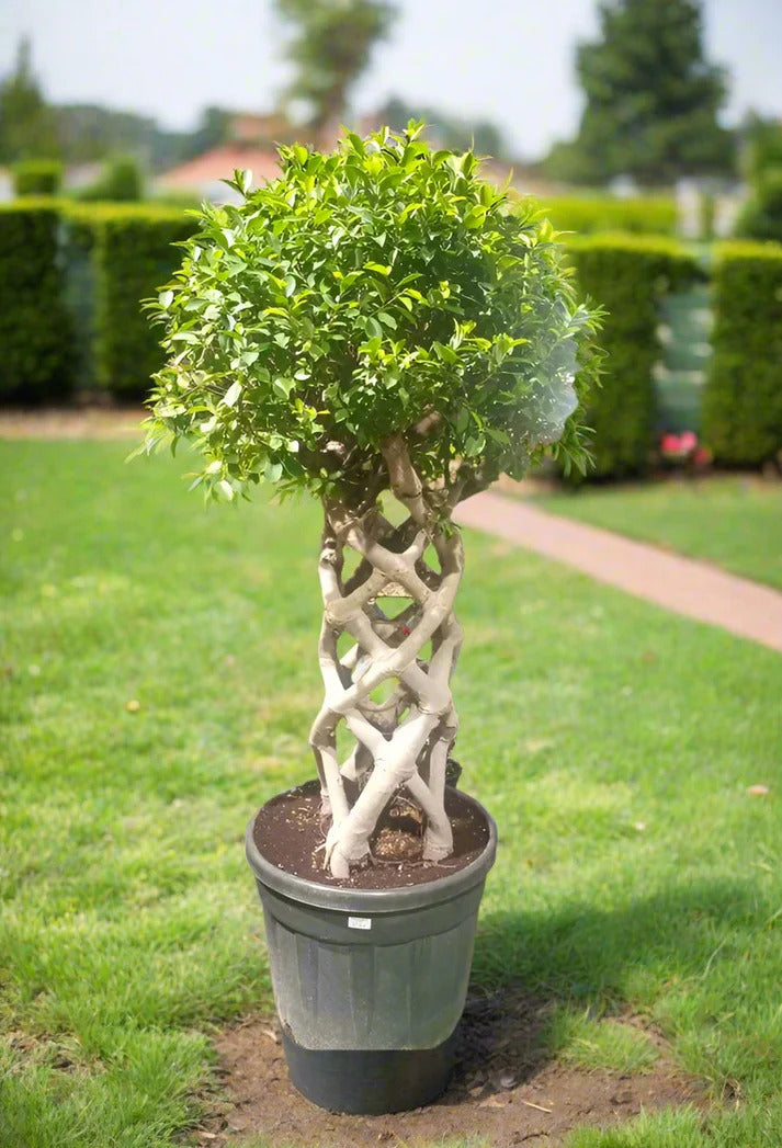 Ficus Benjamina | Cage Shape Decorative Plant Dubai | Classicflowers ...